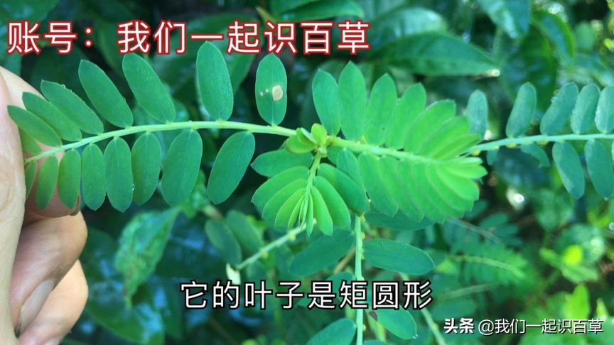 龙珠草的珍珠长在叶子下面所以叫叶下珠价值高用处广必看不容错过