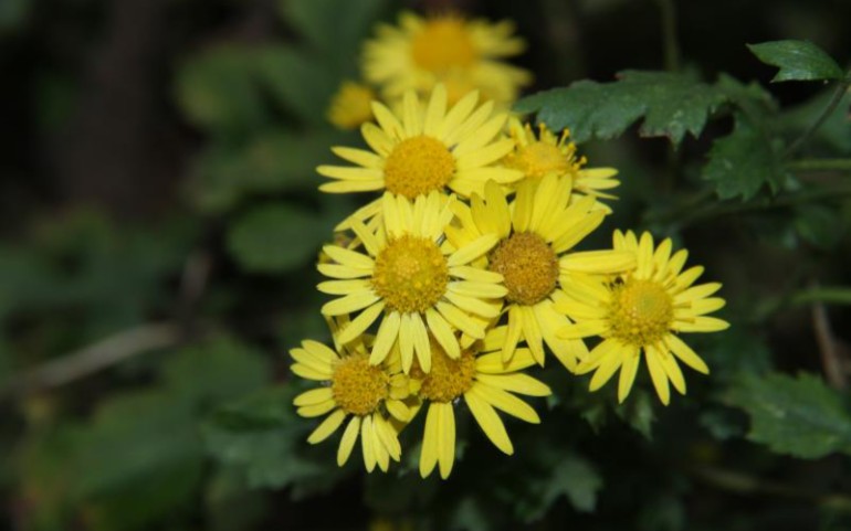 魅力中草药每日一药之野菊花