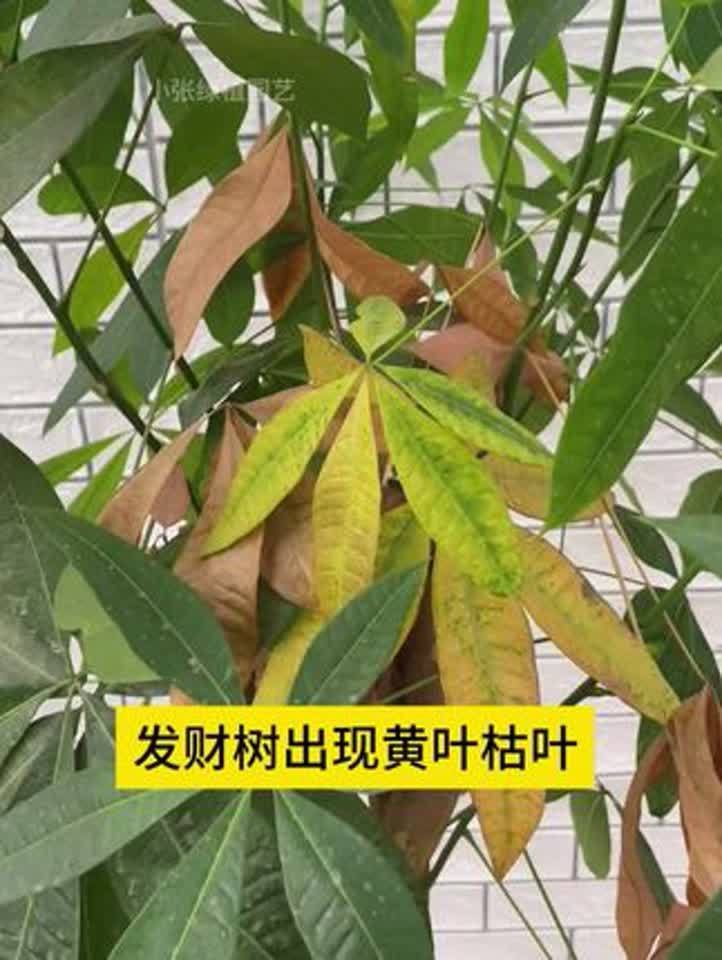 T家里的绿植黄叶、掉叶、烂根、不开花的可能是缺少氮磷钾~ 家里的绿植黄叶、掉叶、烂根
