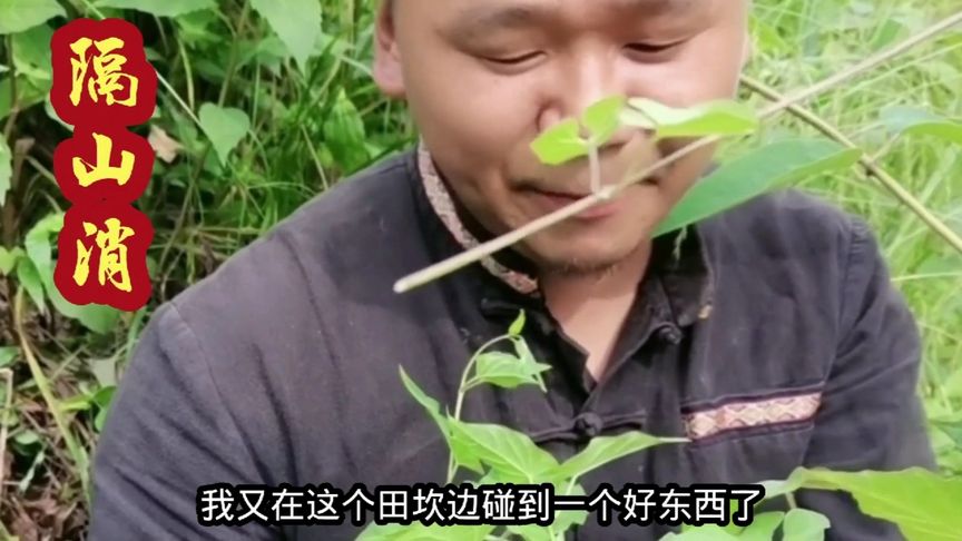 隔山消 隔山消,寅时吃了卯时消!这样的植物见过吗?