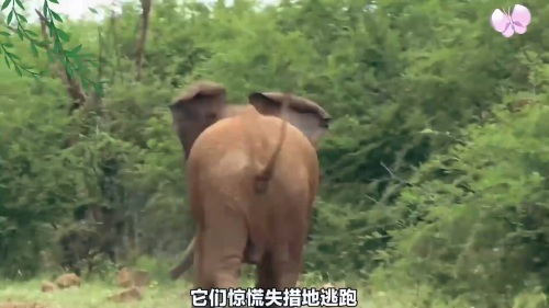 面对野狗群势不可挡的大象,能否保护幼崽安全归队?
