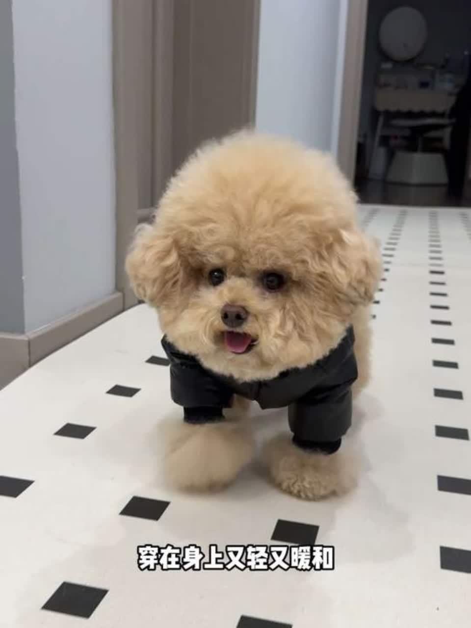 狗狗我呀也有属于自己的黑金羽绒服啦,又轻又暖和!还很酷哦!
