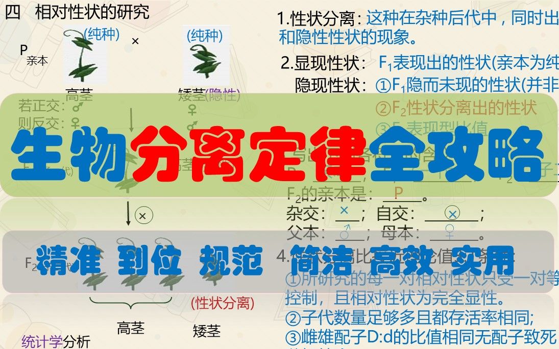 分离定律(一) 高中生物 必修2 遗传与进化 一轮复习