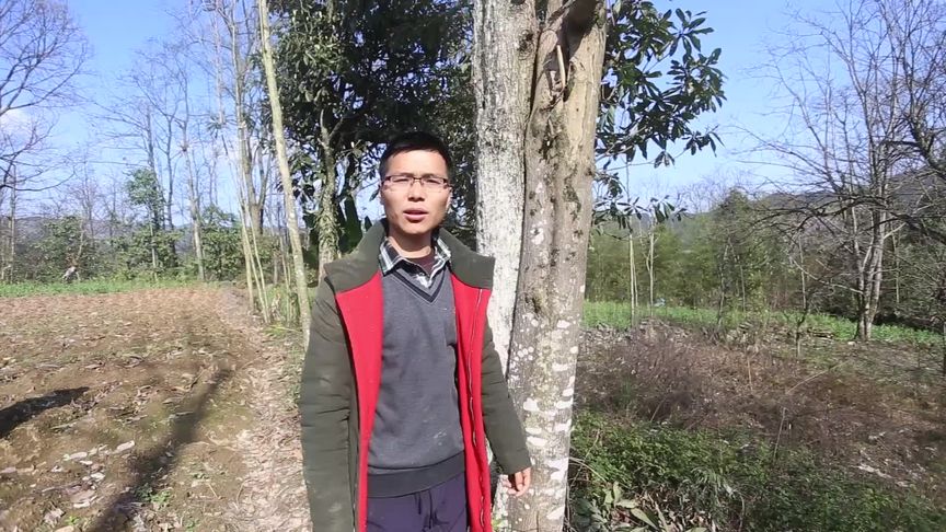 从没见过这样神奇的梨树,两棵树缠绕在一起生长,第一次见