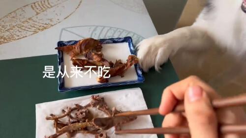 挑战用筷子喂狗狗食物看它到底吃不吃