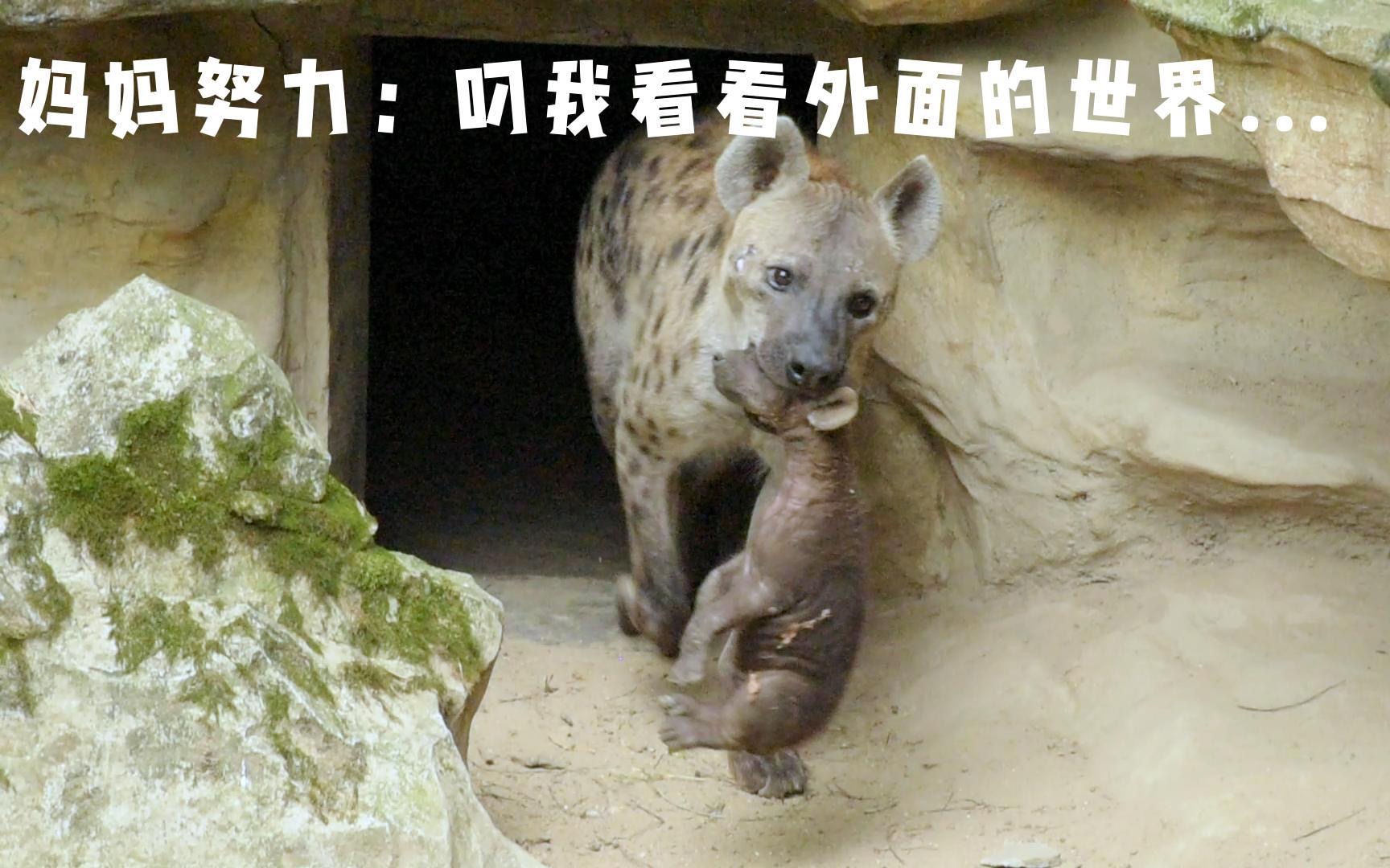 像极了妈妈逼我上学的样子!胆小鬣狗宝宝用撒娇征服妈妈