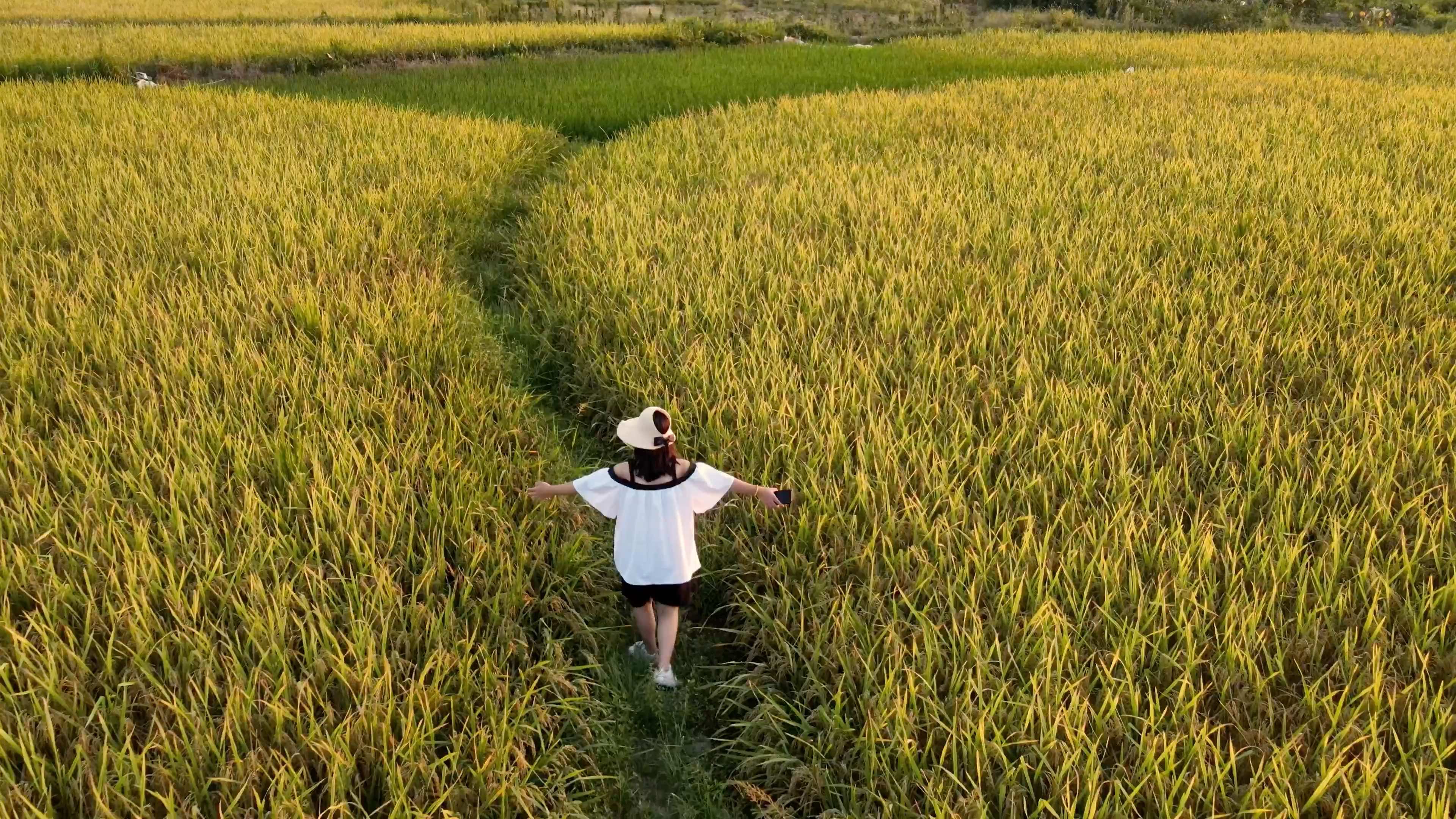 秋天到了 稻谷渐渐成熟了。