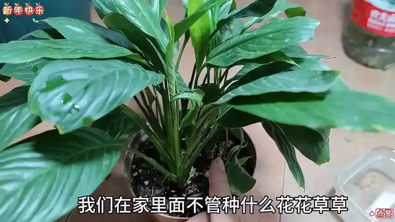 家里过期的这种药别扔,丢花盆里,能杀菌、消毒、防腐,养花超棒