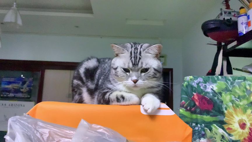 #我家毛孩子 #猫咪的日常 #木木和婉婉 #小猫咪不开心