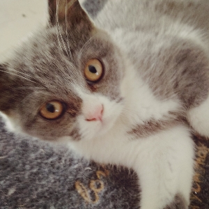 Ekeyo 