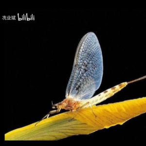 蜉蝣拔树冼先生 