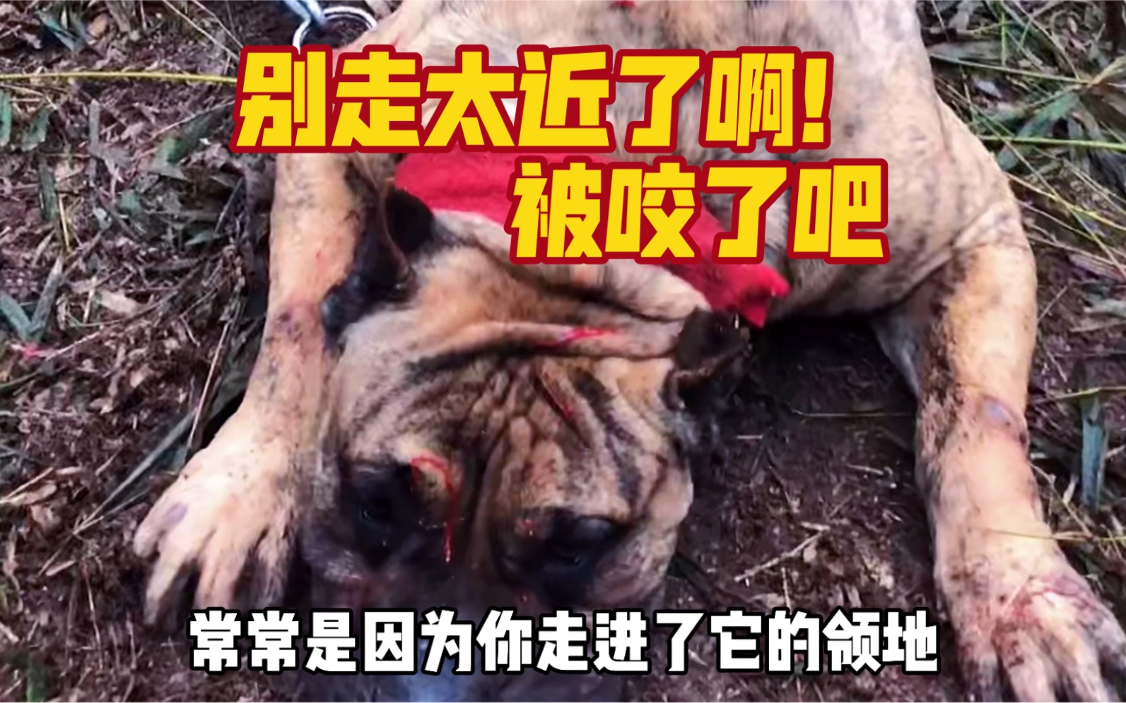 相比被动咬你的狗,主动攻击人的狗是相当可怕的!