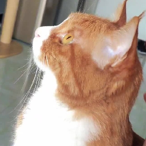要叫我包子 