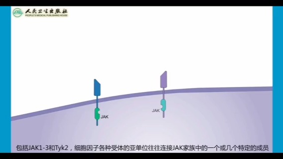 细胞因子受体信号转导JAK-STAT通路
