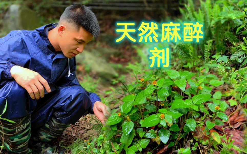 金纽扣:天然麻醉剂又叫牙痛草,作用厉害了,你见过吗