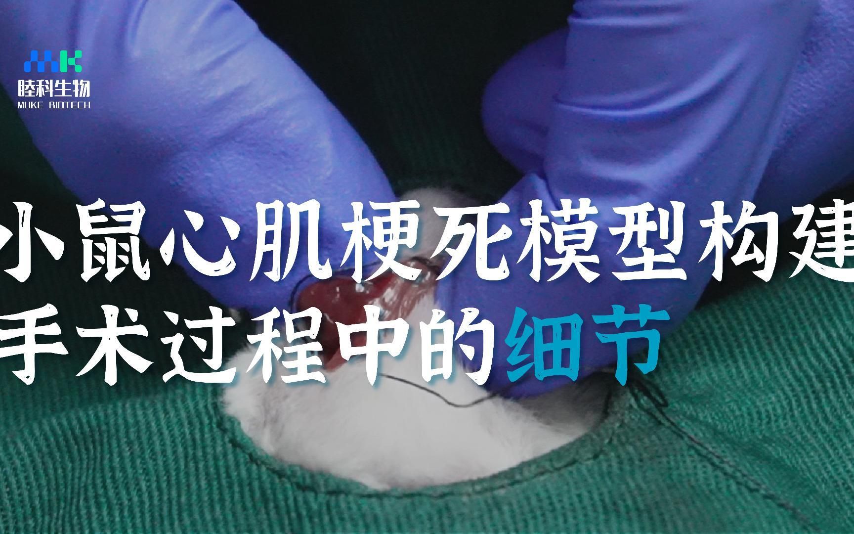 疾病动物模型 | 小鼠心肌梗死模型构建手术过程中的细节