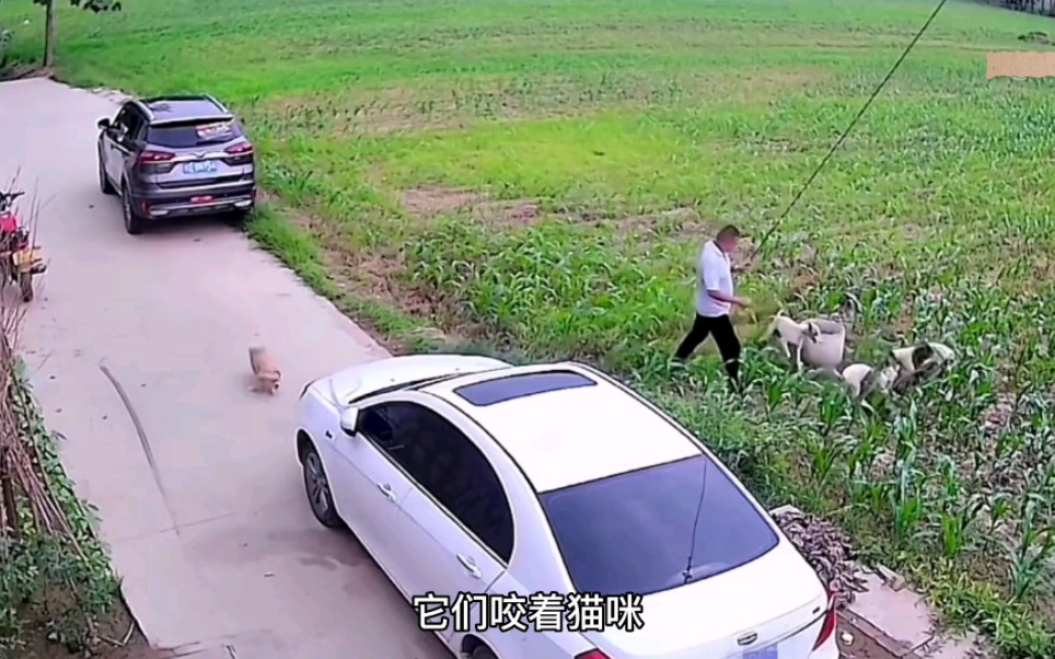 监控拍下的一幕,几只狗子疯狂撕咬猫咪,幸好被英勇的男子解救