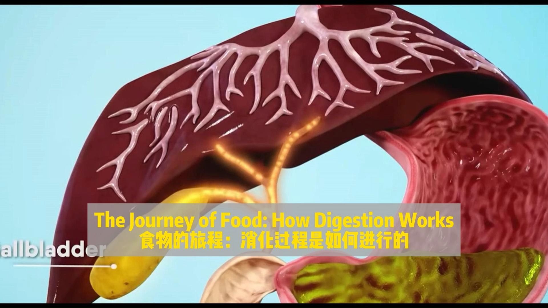 食物的旅程:消化过程是如何进行的