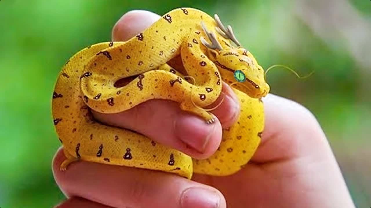 爬行动物能化龙?不仅外形奇怪颜色也很另类,6种罕见的爬行动物