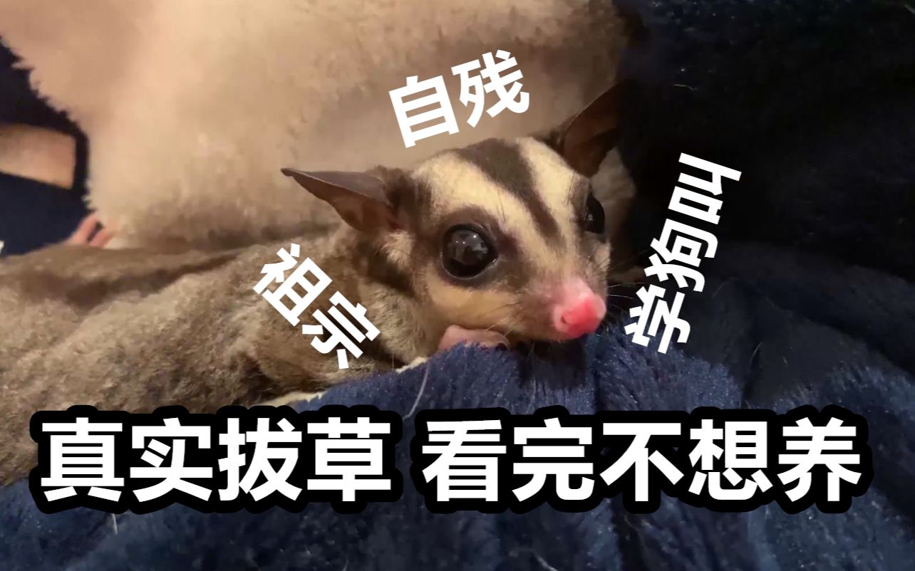 【拔草向】你真的想养蜜袋鼯吗?