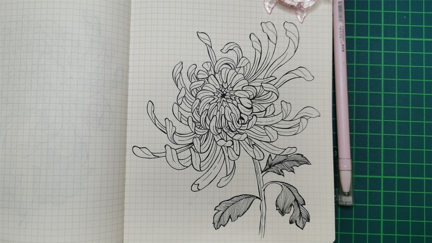 零基础针管笔线描画(花卉)系列~菊花的画法2