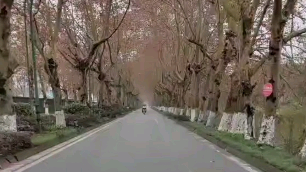 樱花之恋