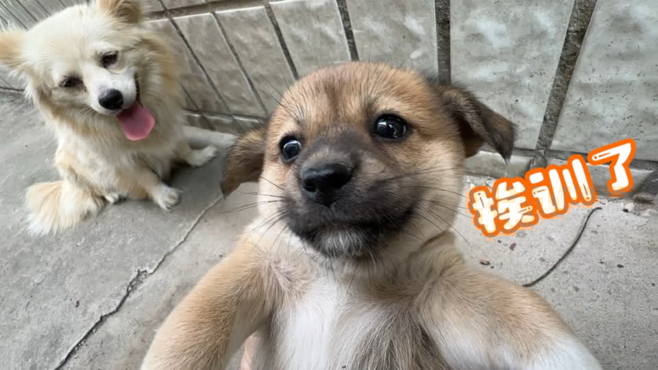 小奶狗在狗窝里上厕所,铲屎官训狗妈妈,二姨豆馅灰溜溜跑了