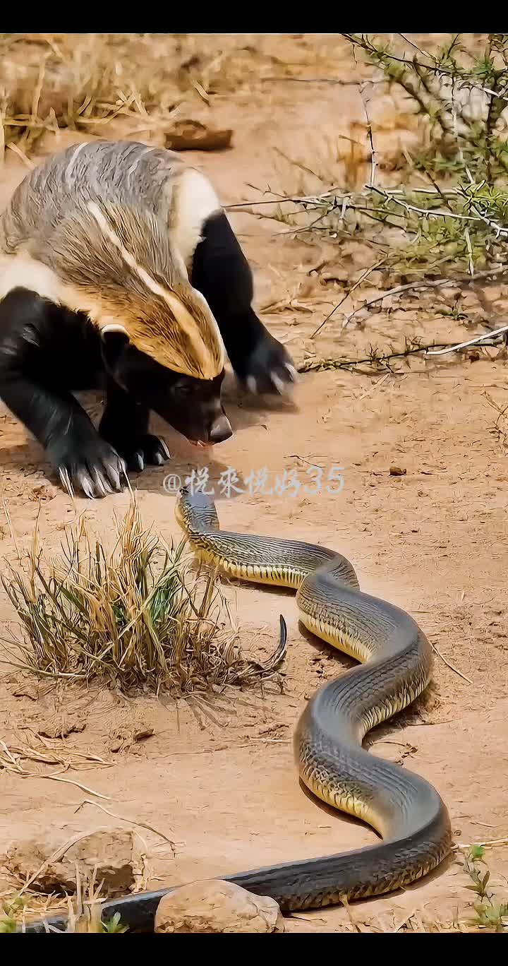 危险行为请勿模仿 ߘ�非专业人士请勿模仿#动物世界