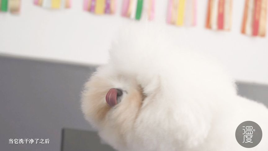 狗狗不愿意洗澡?3分钟学会狗狗洗澡正确方法 宠物美容师都失业了