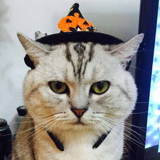 一只猫养不肥 