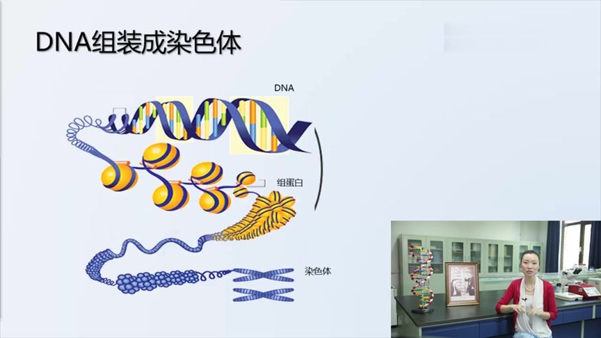 【北京清华大学】生命科学导论:第31讲,DNA结构和染色体结构
