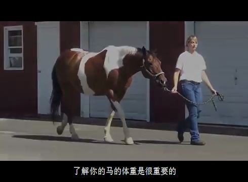 公立常春藤盟校出品:如何估算马匹体重