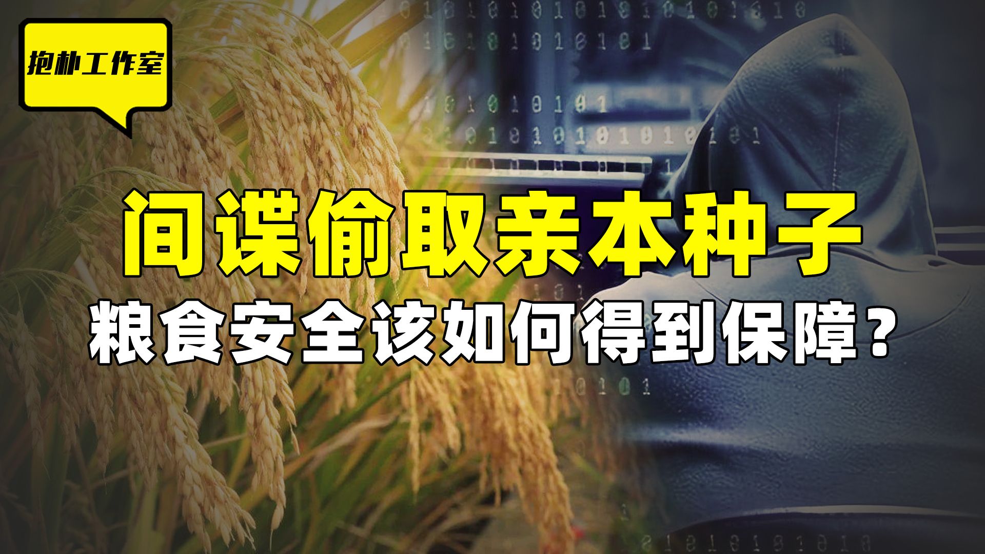 2024年小心间谍渗透,杂交水稻亲本种子遭窃,粮食安全如何保证?