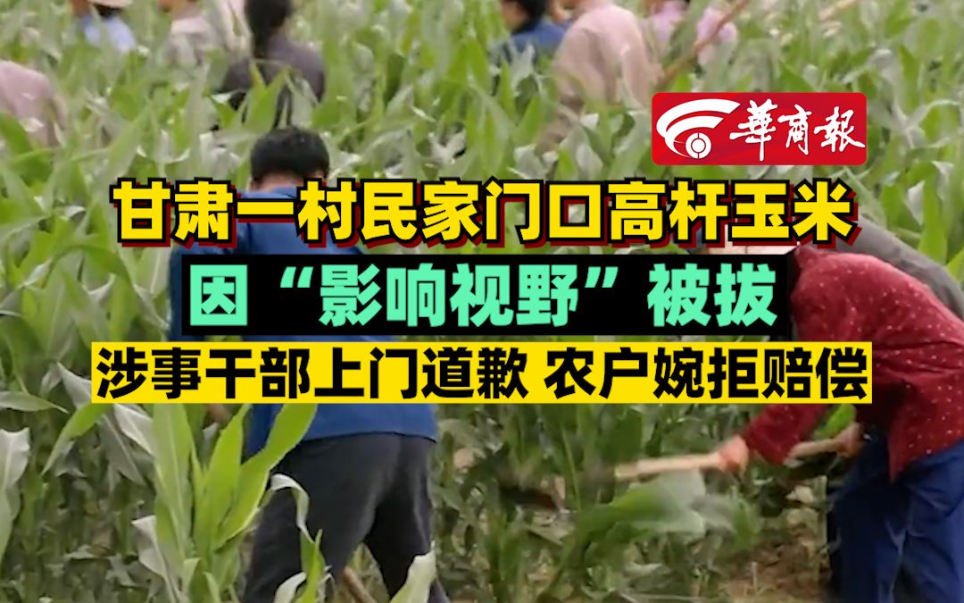 甘肃一村民家门口高杆玉米因“影响视野”被拔 涉事干部上门道歉 ...
