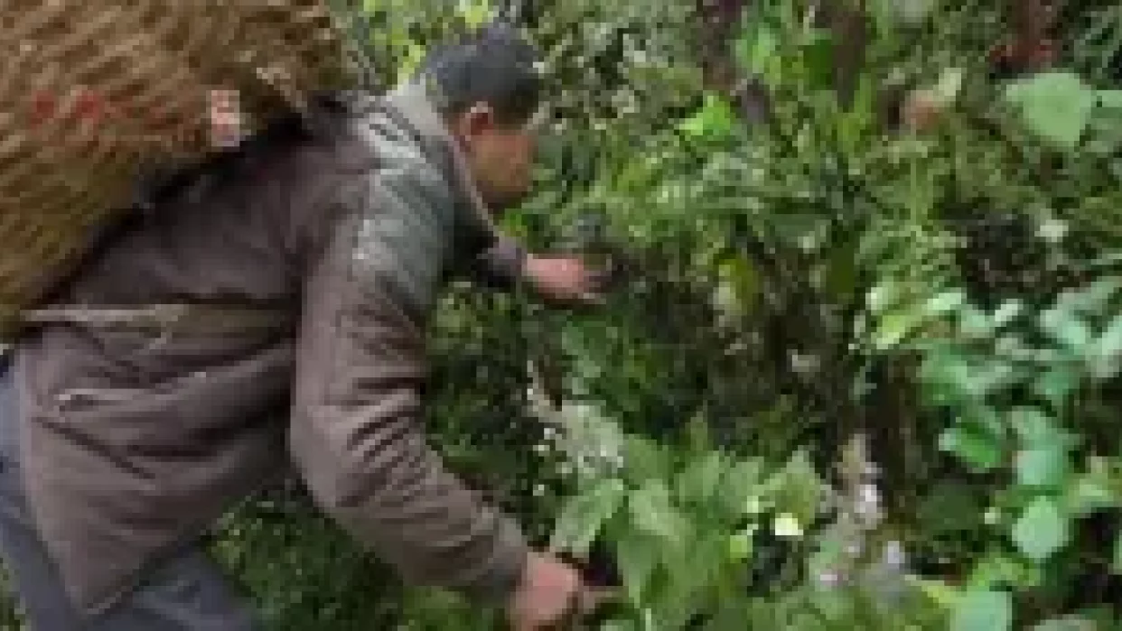 第31期: 民间单方药, 学名叫黄连-主要功效泻火, 燥湿, 解毒, 伤寒, 热盛...