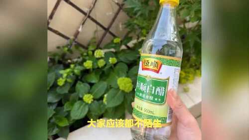 白醋别再只做菜了!解锁10个隐藏妙用,最后一个太神奇了!