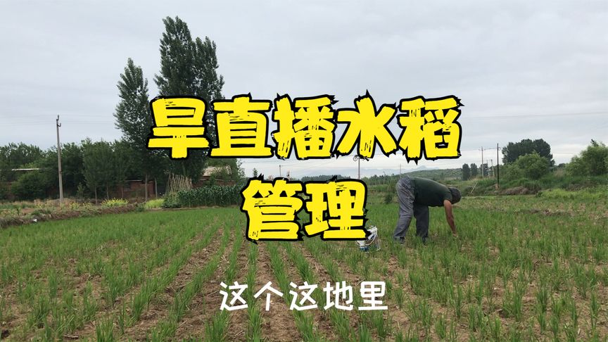 旱直播水稻管理每亩做底肥等苗长大下雨再施尿素不等草长大就薅掉