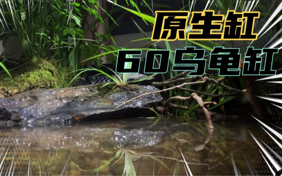 简单易学60方缸乌龟缸造景,给你的龟龟一个五星级的家。