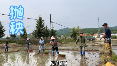 经过40天的水稻育苗,大家云种植的200亩水田地开始抛秧了!