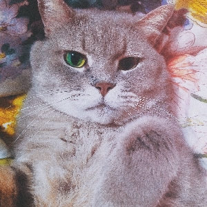 乌鸦不怕大魔王 