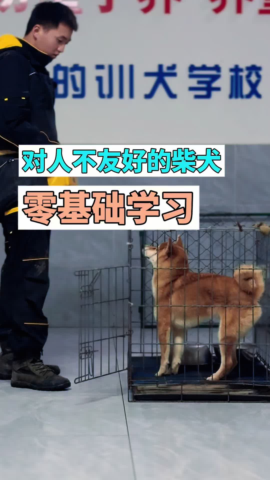 #训犬学校#狗狗训练#训犬#训犬基地#训犬
