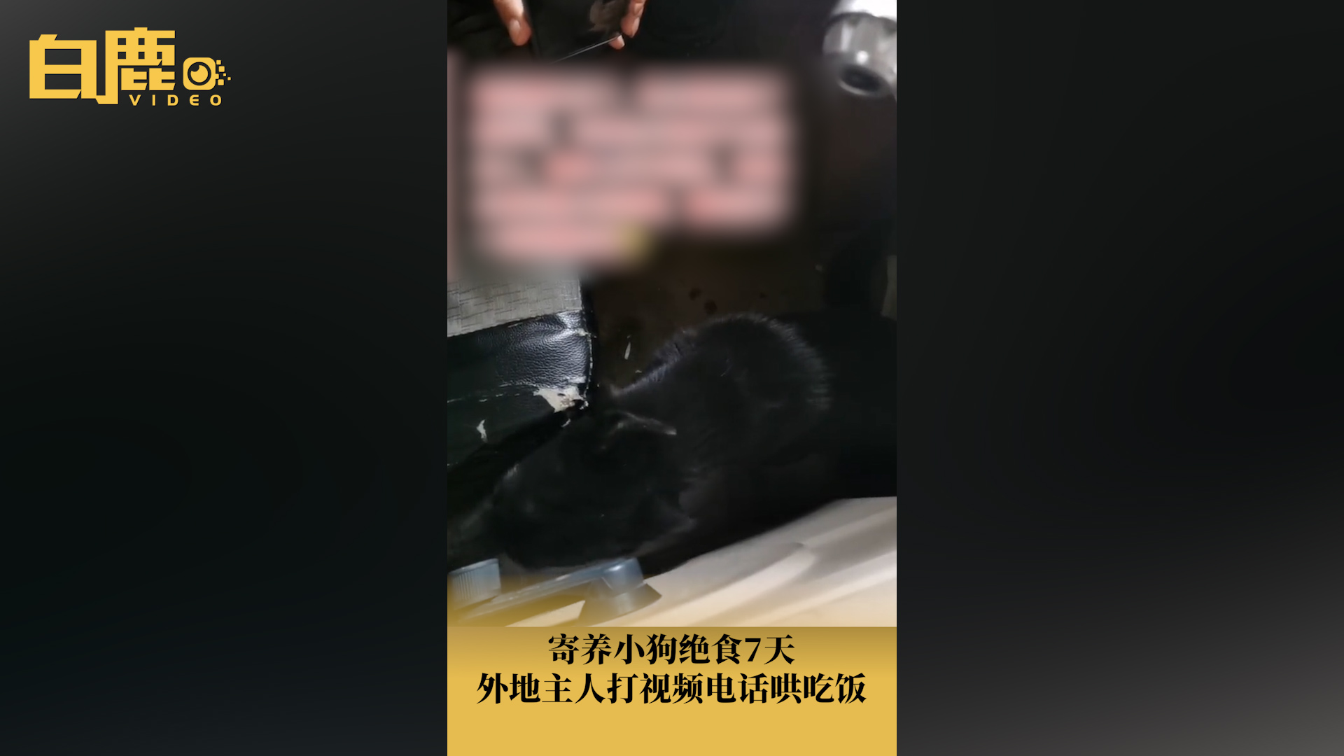 主人外出打视频哄绝食7天小狗吃饭