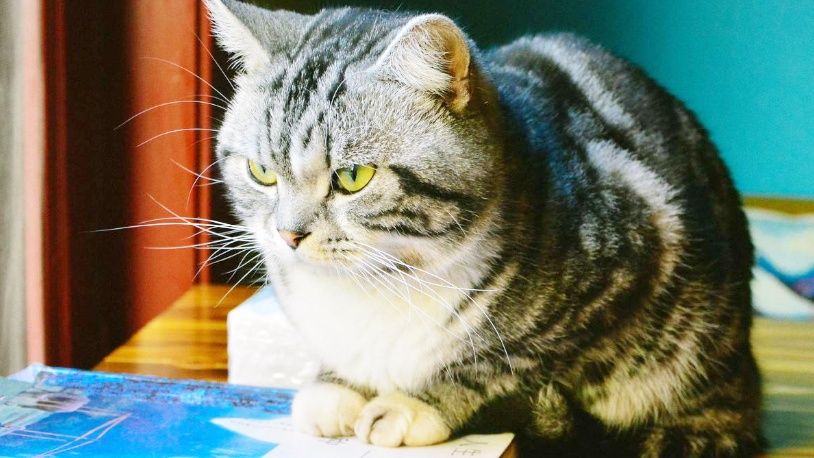 猫咪讨厌你的5种表现，如果有3种以上，建议还是放生吧你俩不合适