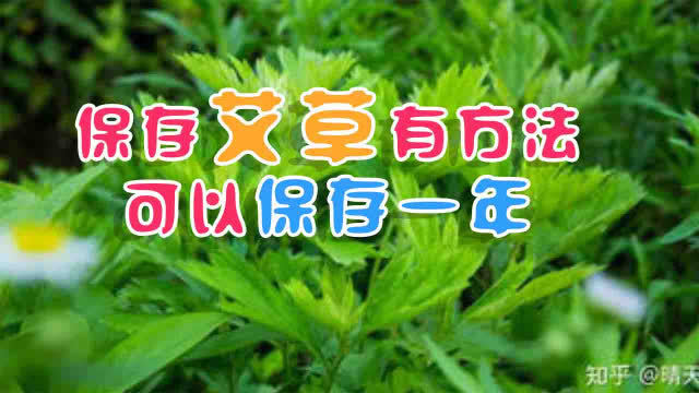 保存艾草有方法,可以保存一年,什么时候想吃都行