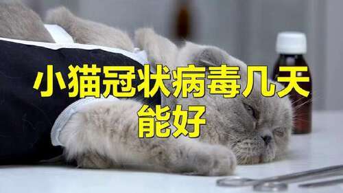 猫咪感染冠状病毒?别慌!7天自救指南来了