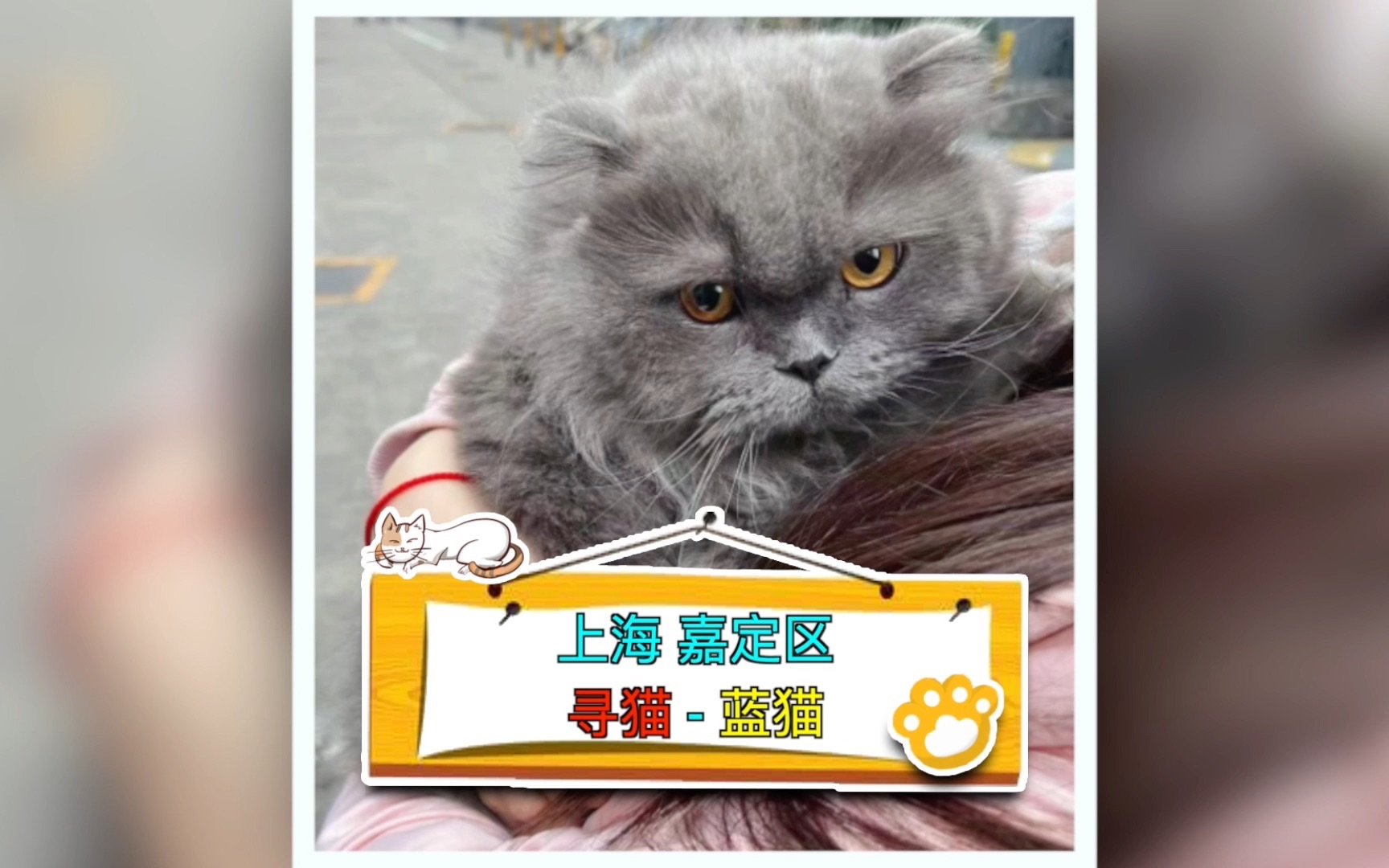 猫咪丢失后正好下雨,在外挨了一天冻。我们到现场后快速找回!