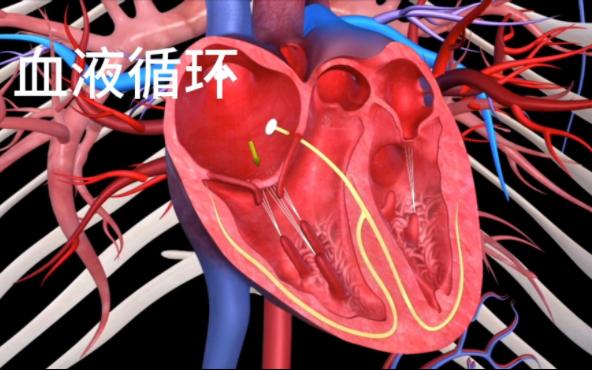 人体的血液循环