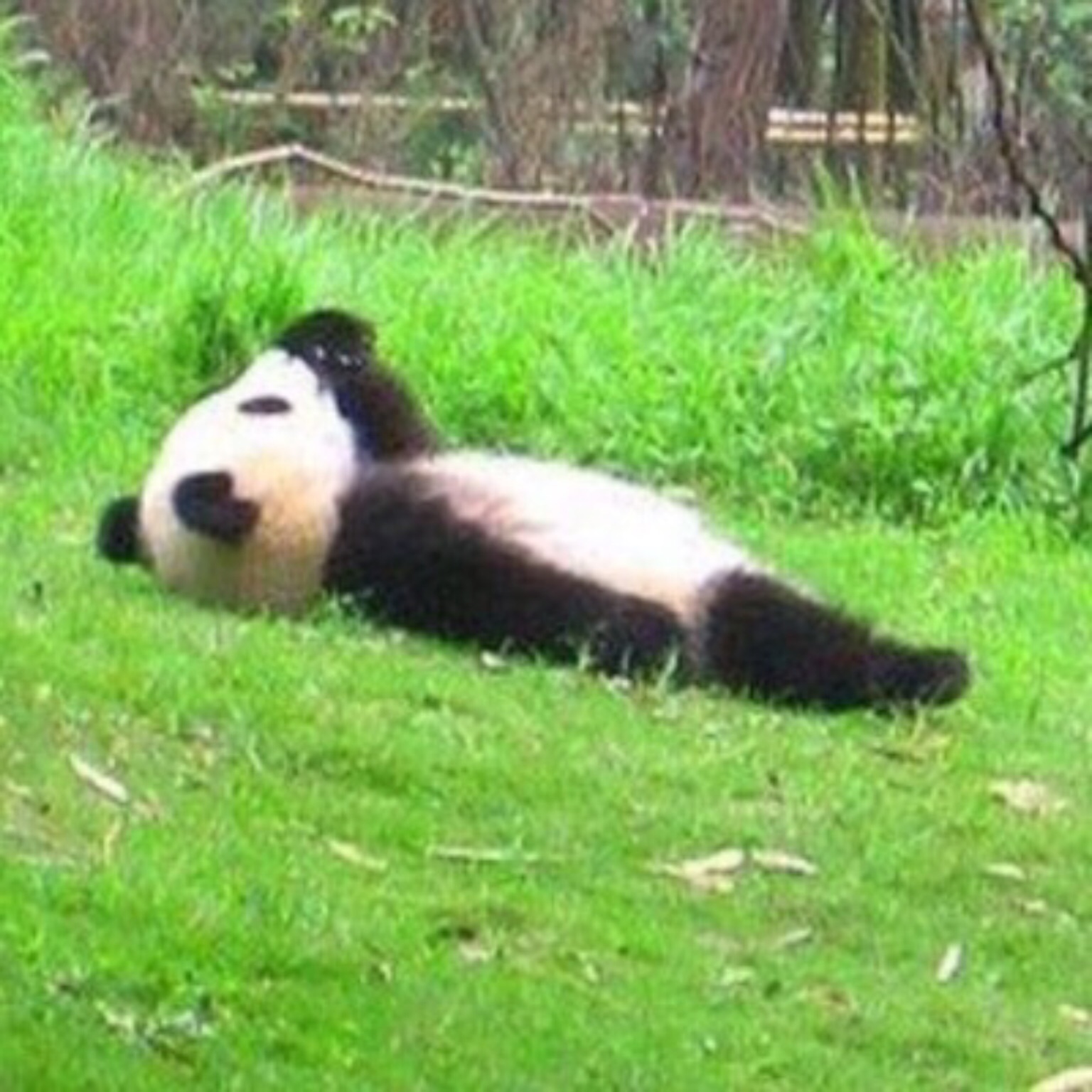 容易受伤的泰伦 