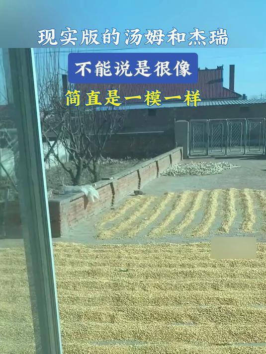 现实版的汤姆和杰瑞,不能说是很像,简直是一模一样