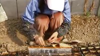 哈密瓜大棚栽培技术